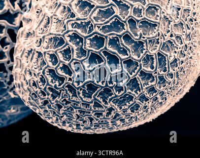 An electron microscope image showing pollen from various common plants ...