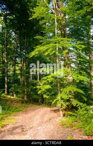 A narrow walkway surrounded by dense trees and bushes during daytime ...