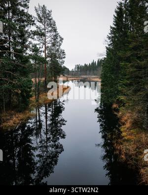 Moody swamp forest with tall trees and exposed cypress roots rising ...