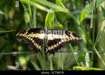 A closeup of a king swallowtail butterfly sitting on pink flowers in a ...