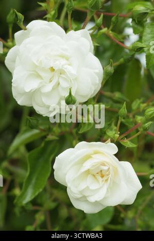 Rosa Sander's White Rambler, large rambler rose. Rosa 'Sanders' White ...