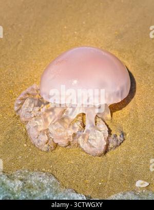 Close up of a stranded jellyfish on a British beach surrounded by ...
