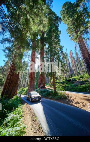Sequoia National Park Four Guardians Roadside Giant Trees and Lush ...