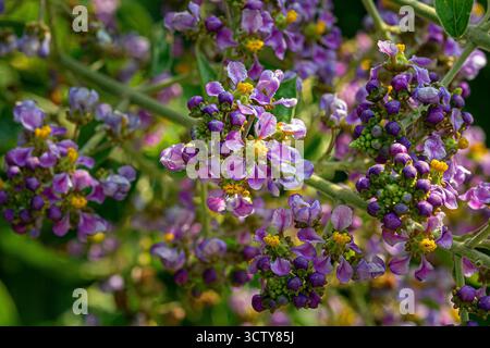Violet flowers at Xochicalco Archeological Site, Morelos, Mexico Stock ...