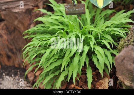 The green leaves of Hosta in summer. Green life concept. Decorative ...