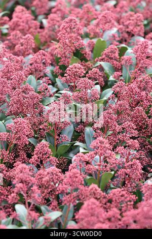 Skimmia japonica reevesiana Rubella, Skimmia reevesiana rubella ...