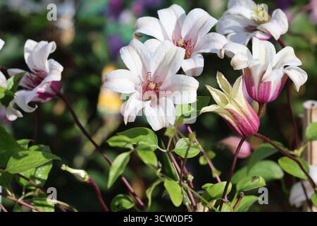 Clematis, PRINCESS KATE 'Zoprika' Stock Photo - Alamy