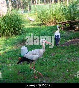 The close-up shot of a Black stork in a forest Stock Photo - Alamy