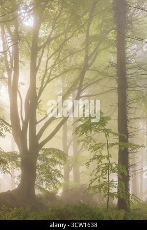 A misty spring morning with fog in the valleys from a hot air ballon ...