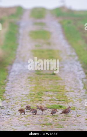Grey Partridge, Perdix perdix family flock at agriculture field created ...