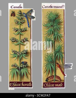 Cannabis sativa, canabs , chanve fumelle and chanve male , as seen in ...