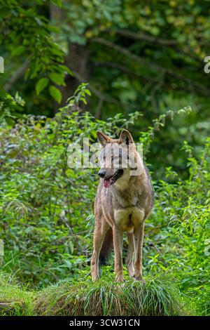 Eurasian wolf (Canis lupus lupus) standing on a rock in a forest ...