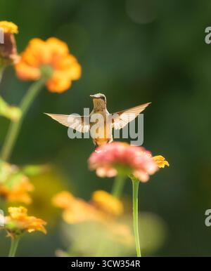 A young male ruby-throated hummingbird starting to develop his red neck ...