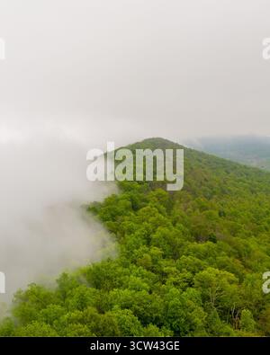 Aerial view of dense white mist covering green trees Stock Photo - Alamy