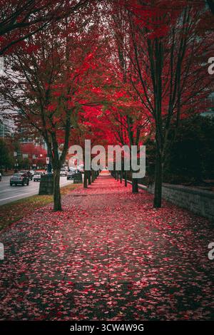 Peaceful view at the sidewalk at fall with colorful trees Stock Photo ...