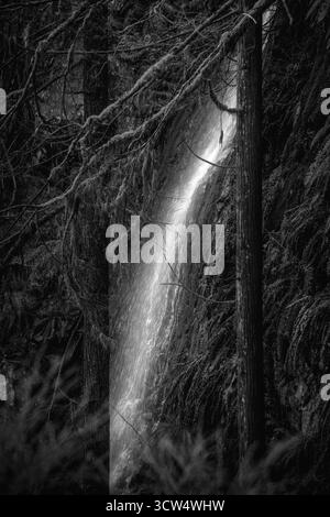 A flowing waterfall surrounded by dense trees Stock Photo - Alamy