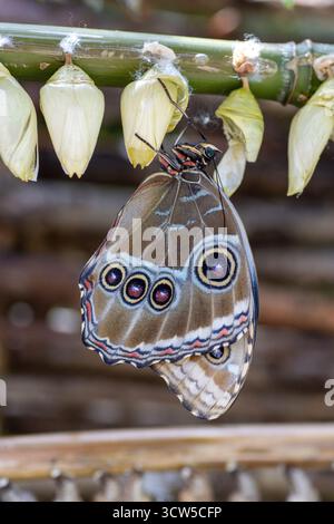 Blue Morpho butterflies (Morpho peleides) pupae hanging in a breeding ...