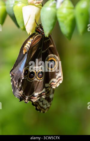 Blue Morpho butterflies (Morpho peleides) pupae hanging in a breeding ...