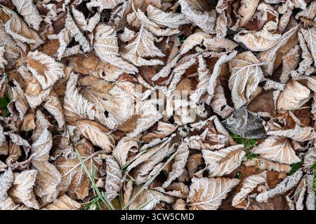 Reif umzieht Blätter auf dem Boden, Deutschland, Baden Württemberg ...