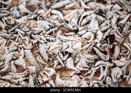 Reif umzieht Blätter auf dem Boden, Deutschland, Baden Württemberg ...