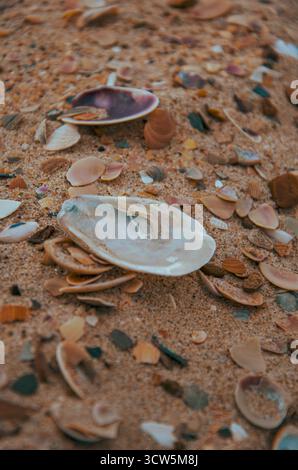 Seashell fragments on sand Stock Photo - Alamy