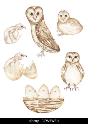 Watercolor Owl Bird Growth Stage illustration Set, animal bird life ...