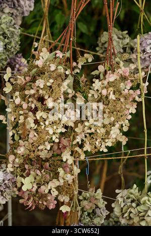 Brown dry hydrangea flowers lush bush. Texture background full frame ...
