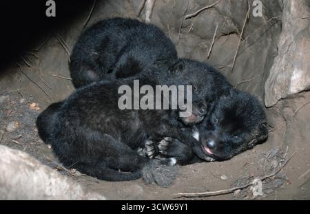 Timber Wolf cubs at den (Canis lupus), Timber-Woelfe, Jungtiere am Bau ...