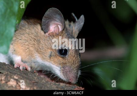 Wood Mouse (Apodemus sylvaticus), Hessen, Germany Stock Photo - Alamy