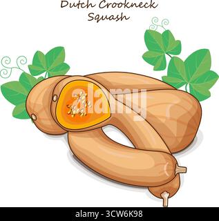 Whole and chopped Dutch Crookneck Squash or Pennsylvania Dutch ...