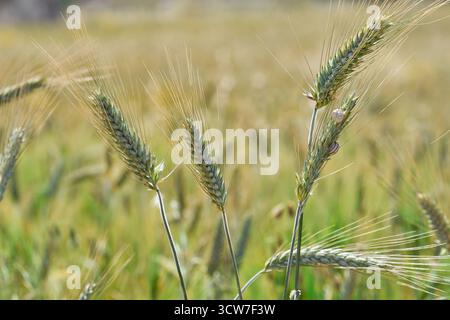 A field of green barley with long awns grows densely across the ...