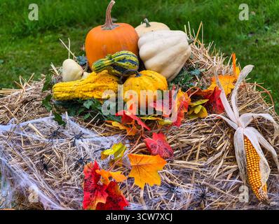 Autumn Harvest Hay Bale Display with Pumpkins Gourds Corn Fall Leaves ...