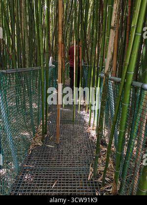 bamboo plants, evergreen perennial flowering plants of the grass family ...