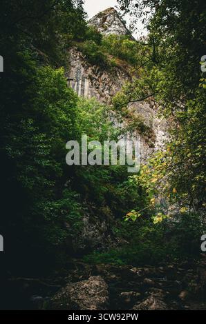 Deep Forest Gorge with Towering Limestone Cliff and Dense Green Canopy ...