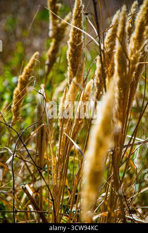 Golden Backlit Pampas Grass Plumes against Dark Background with Copy ...