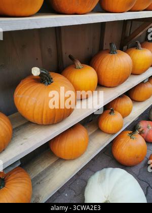 Orange and white pumpkins are neatly arranged along a stone pathway as ...