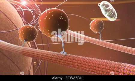Intracellular transport. Illustration of vesicles (spheres) being ...