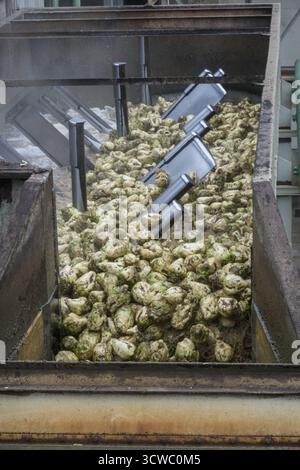 Sugar factory - Stages of the production process for extracting sugar ...