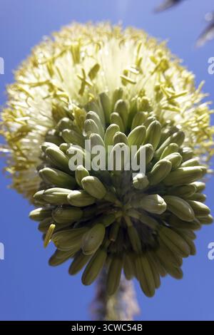 Dragon tree agave, gooseneck agave (Agave attenuata), inflorescence ...