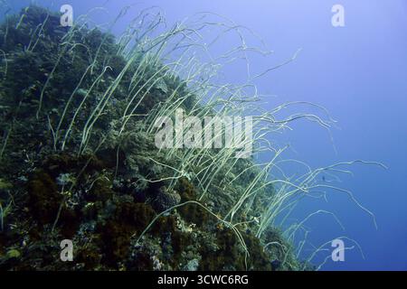 Junceella fragilis - whip coral, fragile sea whip (Syn, Junceella ...