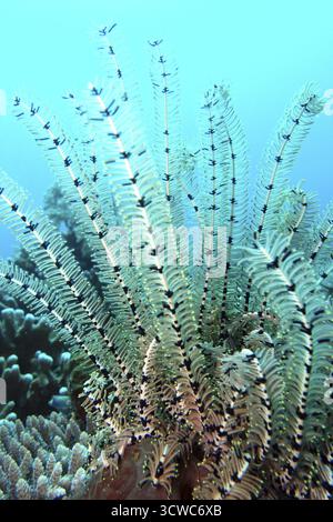 Hair star, feather star or sea lily on a coral reef, North Moluccas ...