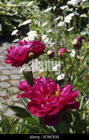 Common peony (Paeonia officinalis), also known as true peony, farmer's ...
