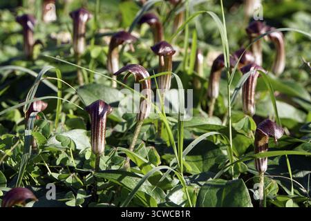 Friar's Cowl (Arisarum vulgare), Mellieha, Malta Stock Photo - Alamy