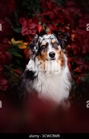 tricolor and red-merle Australian Shepherd Stock Photo - Alamy