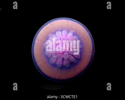 Crowned jellyfish Netrostoma setouchina, Red Sea, Egypt Stock Photo - Alamy