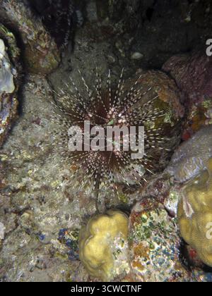 Pencil diademed sea urchin (Echinothrix calamaris), Calamaris sea ...