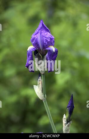 German iris (Iris germanica), knight's iris, blue iris Stock Photo - Alamy