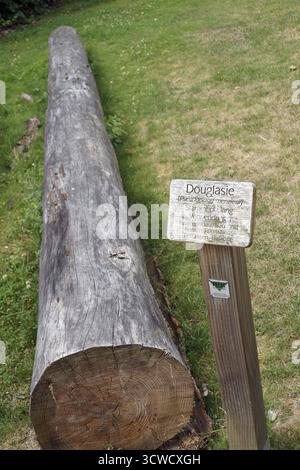 common Douglas-fir (Pseudotsuga menziesii Stock Photo - Alamy