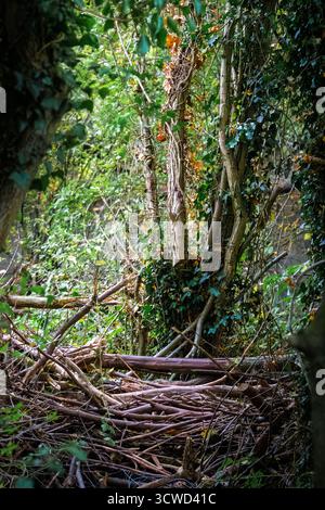 Woodland Walk, through Ensor's Pool Warwickshire, Wildlife reserve in ...