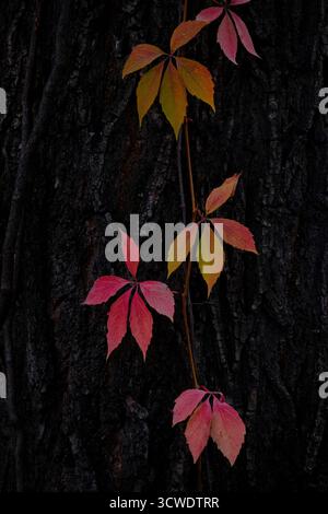 Leaves from a vine changing color during the autumn season Stock Photo ...